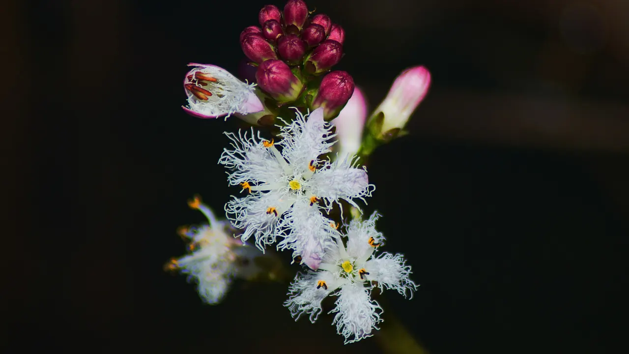 Bogbean: Benefits, Dosage, Side Effects, Drug Interactions, and Other ...
