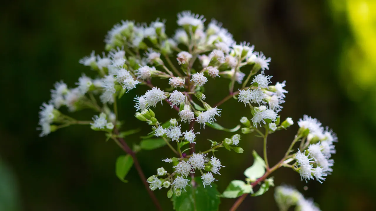Boneset: Benefits, Dosage, Side Effects, Drug Interactions, and Other ...
