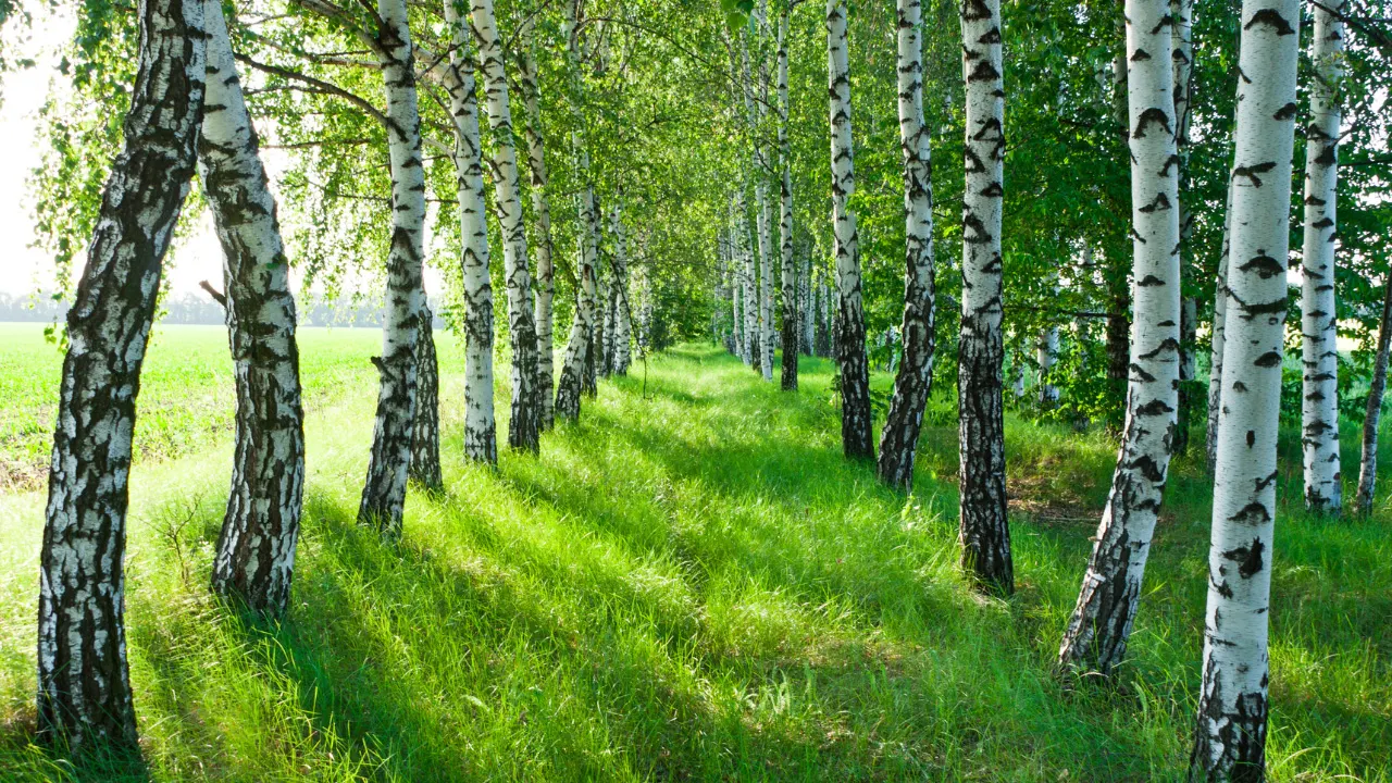 Birch: Benefits, Dosage, Side Effects, Drug Interactions, and Other ...