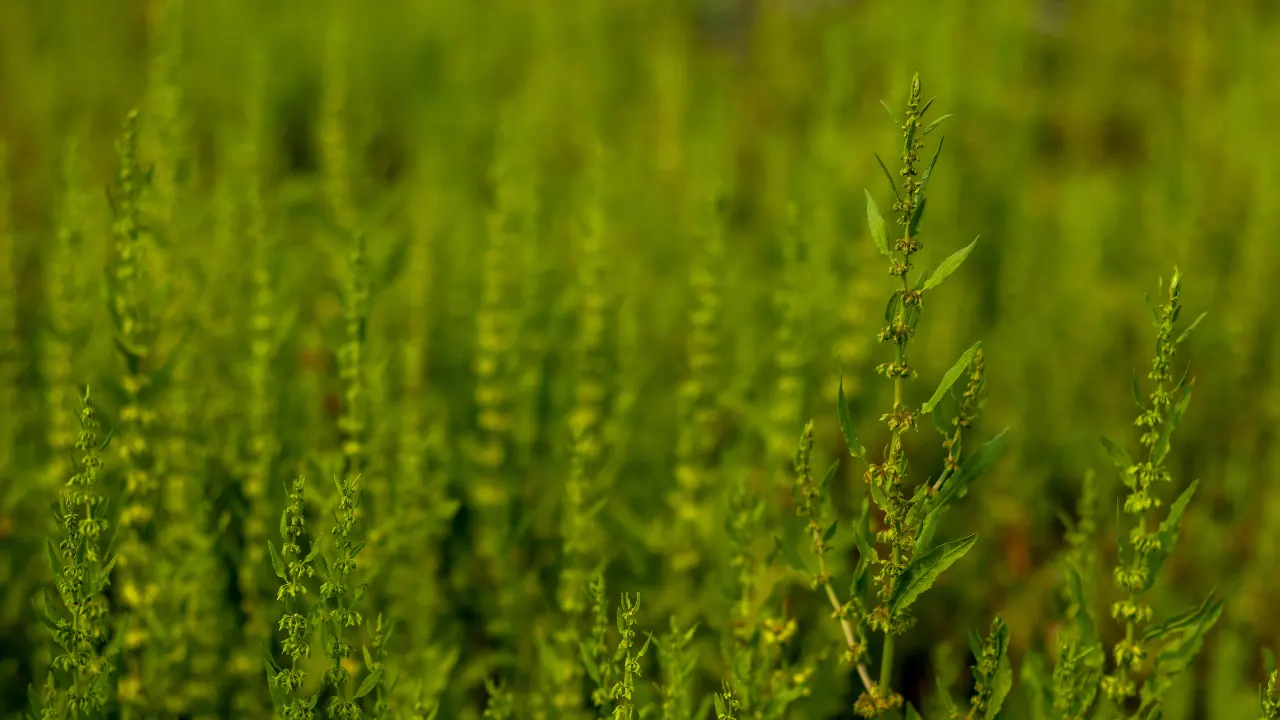 Wormseed: Benefits, Dosage, Side Effects, Drug Interactions, and Other ...