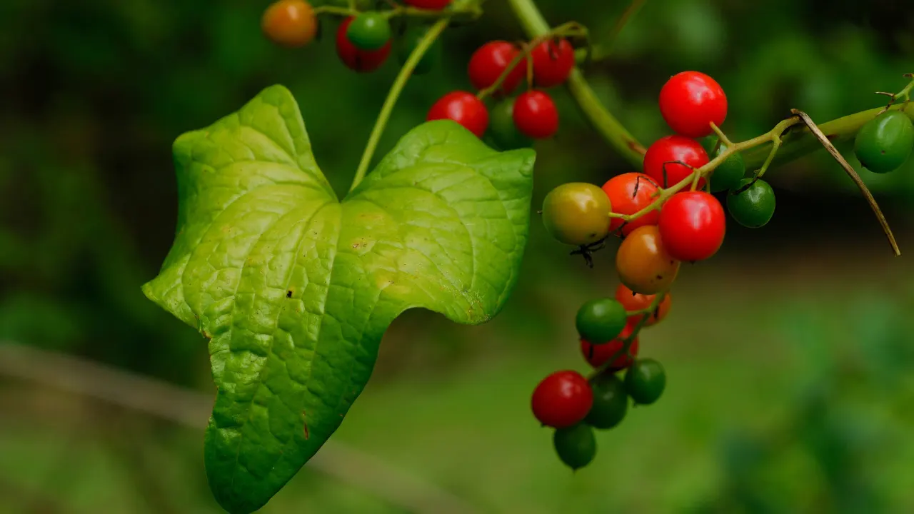BLACK BRYONY: Benefits, Dosage, Side Effects, Drug Interactions, And ...