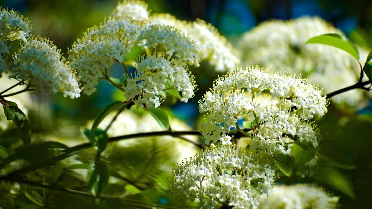 Black Haw: Benefits, Dosage, Side Effects, Drug Interactions, and Other ...
