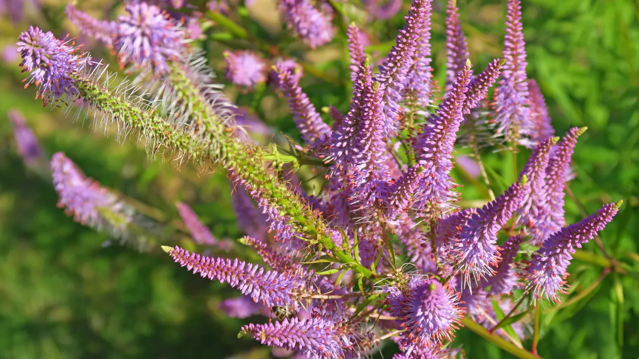 Black Root: Benefits, Dosage, Side Effects, Drug Interactions, and ...