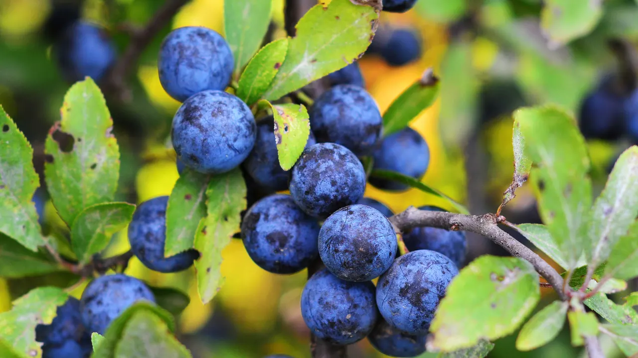 Blackthorn: Benefits, Dosage, Side Effects, Drug Interactions, And ...