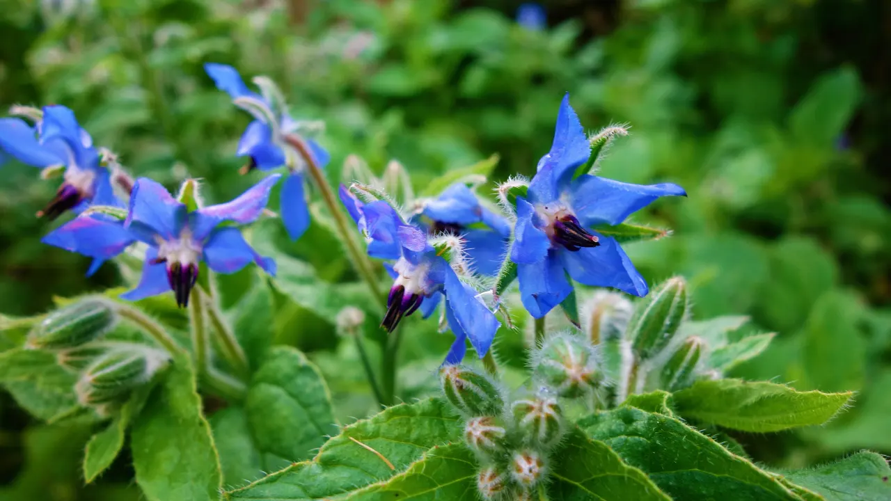 Borage: Benefits, Dosage, Side Effects, Drug Interactions, and Other ...