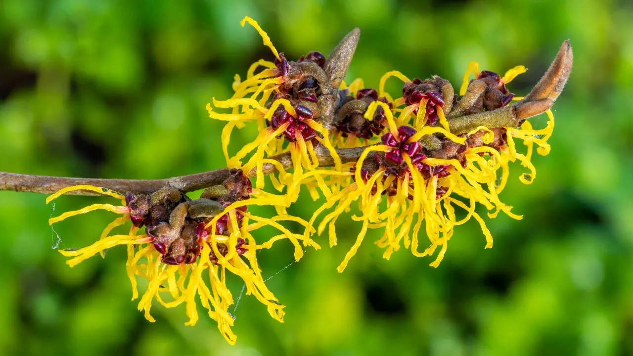 Witch Hazel: Benefits, Dosage, Side Effects, Drug Interactions, and ...