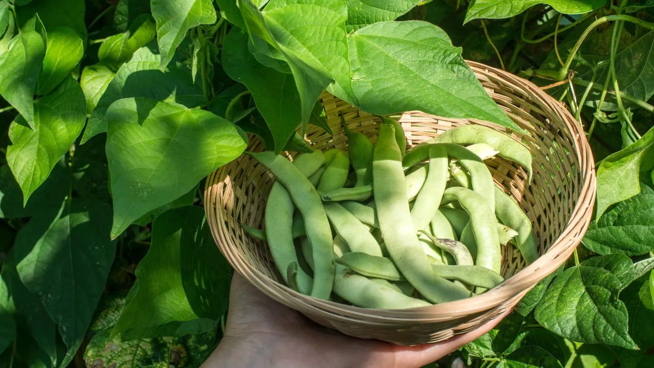 Bean Pod: Benefits, Dosage, Side Effects, Drug Interactions, and Other ...