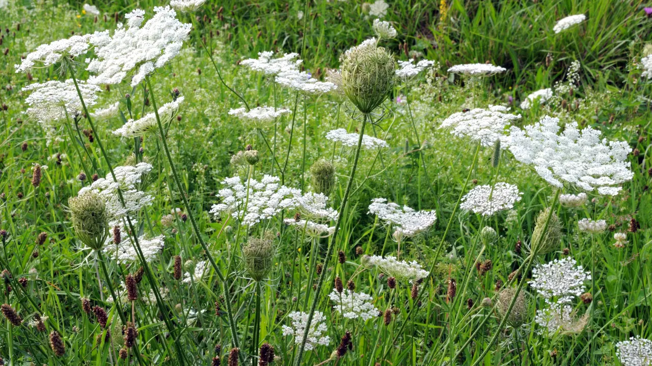 WILD CARROT: Benefits, Dosage, Side Effects, Drug Interactions, And ...