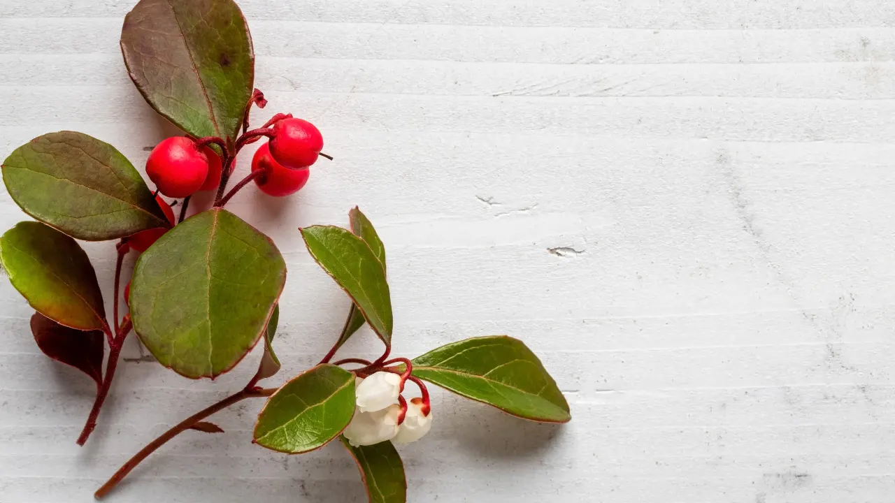 Wintergreen: Benefits, Dosage, Side Effects, Drug Interactions, And ...