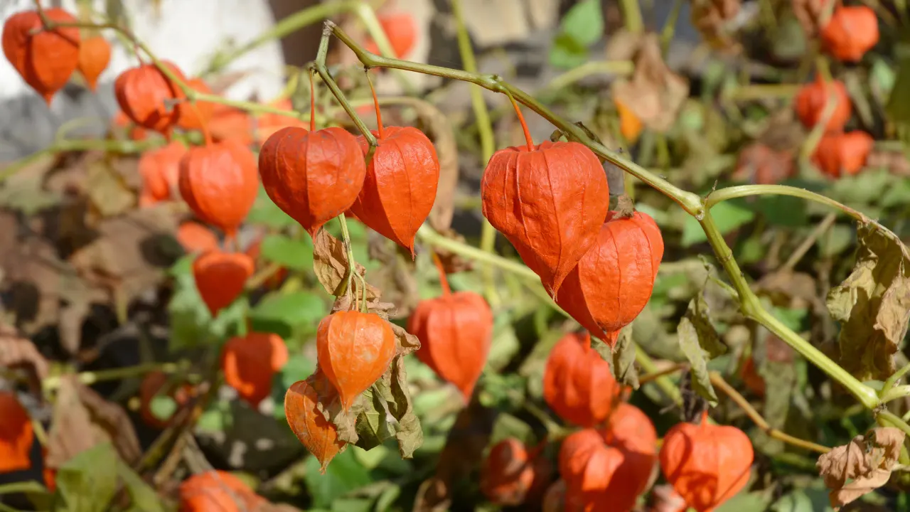 Winter Cherry: Benefits, Dosage, Side Effects, Drug Interactions, And ...