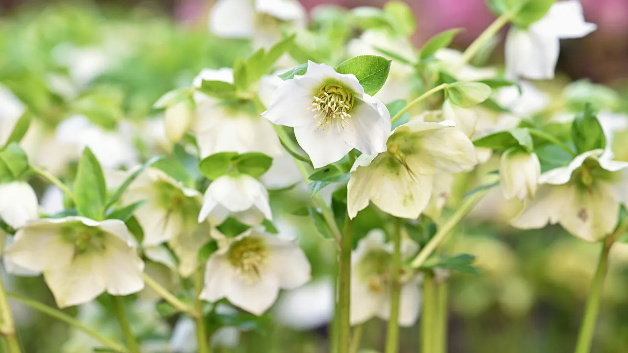 White Hellebore: Benefits, Dosage, Side Effects, Drug Interactions, And ...