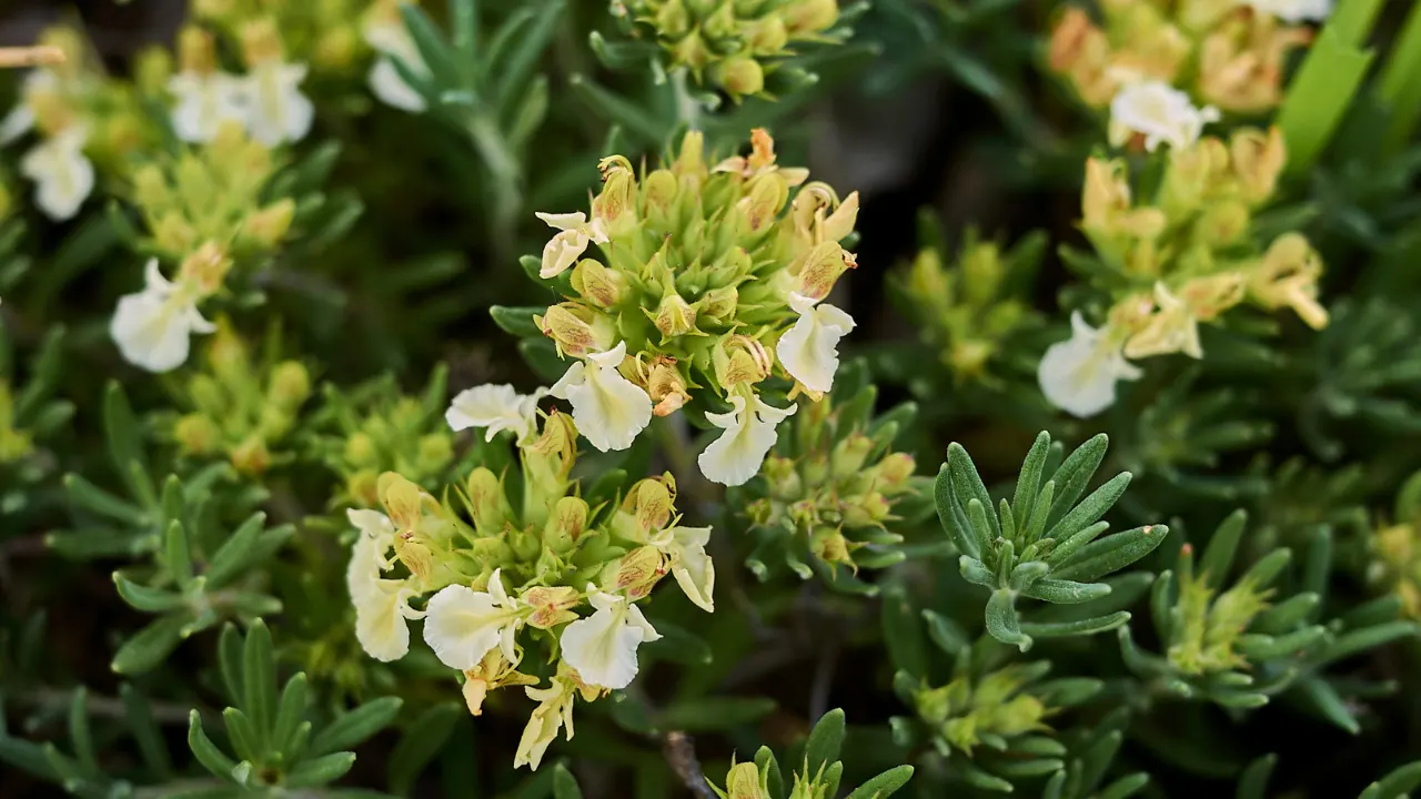 Wood Sage: Benefits, Dosage, Side Effects, Drug Interactions, And Other ...