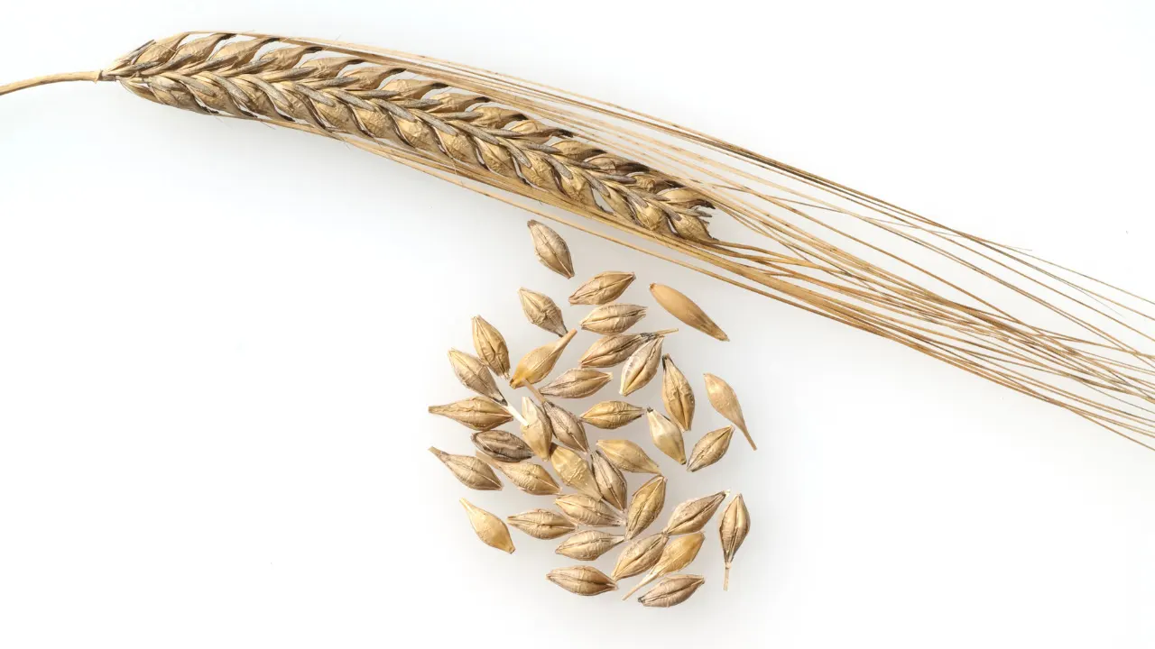 BARLEY: Benefits, Dosage, Side Effects, Drug Interactions, And Other ...