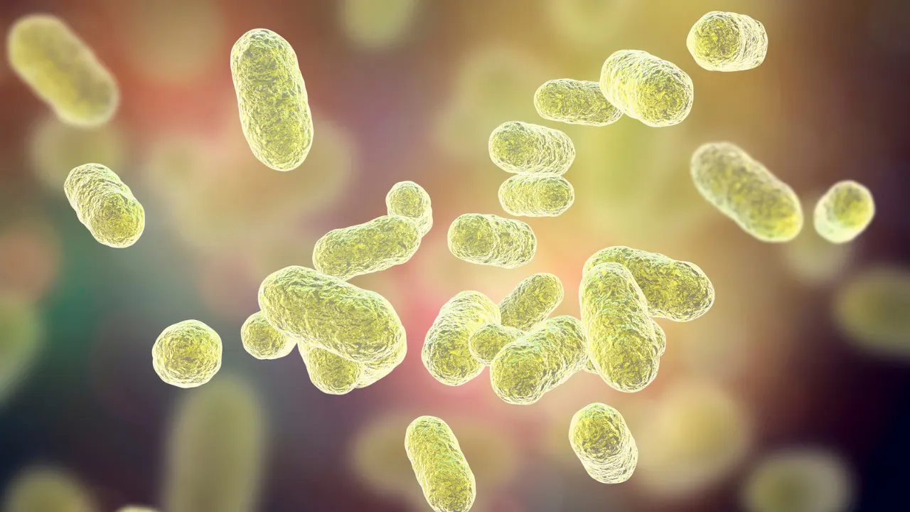Bacillus coagulans: Benefits, Dosage, Side Effects, Drug Interactions ...