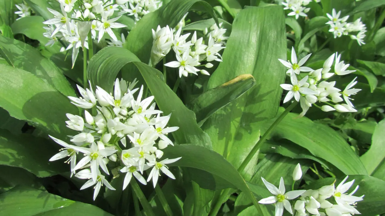 Bear's Garlic: Benefits, Dosage, Side Effects, Drug Interactions, and ...