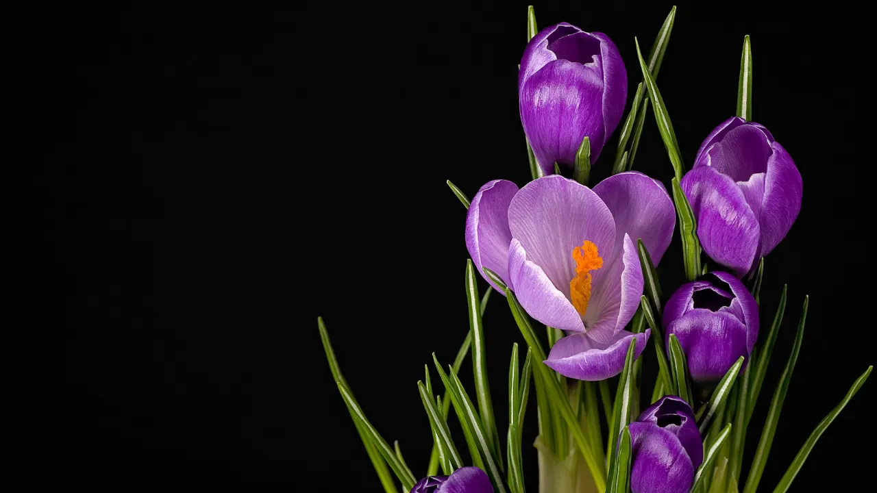 AUTUMN CROCUS: Benefits, Dosage, Side Effects, Drug Interactions, And ...