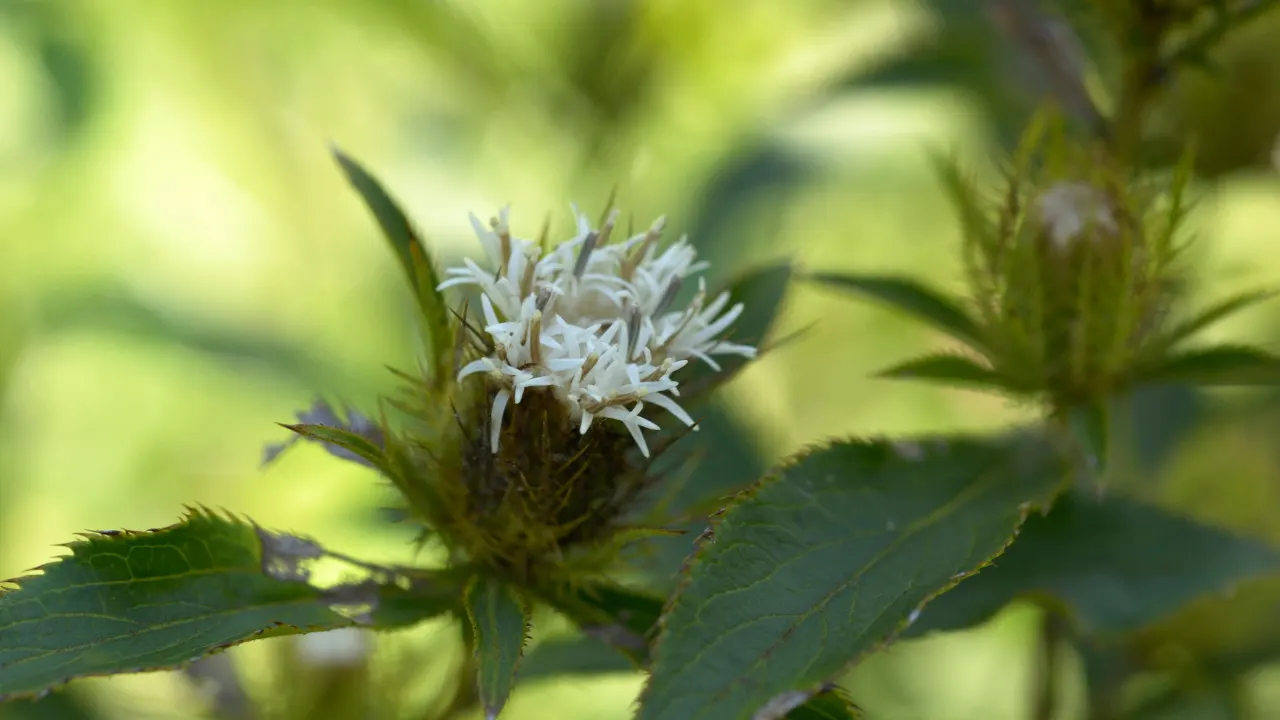 ATRACTYLODES: Benefits, Dosage, Side Effects, Drug Interactions, And ...