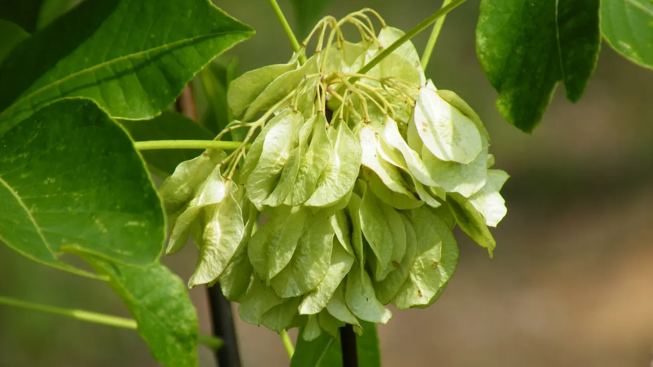 Wafer Ash: Benefits, Dosage, Side Effects, Drug Interactions, and Other ...