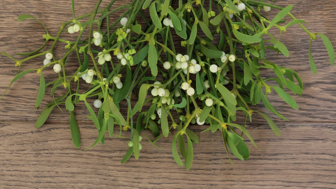 American Mistletoe: Benefits, Dosage, Side Effects, Drug Interactions ...