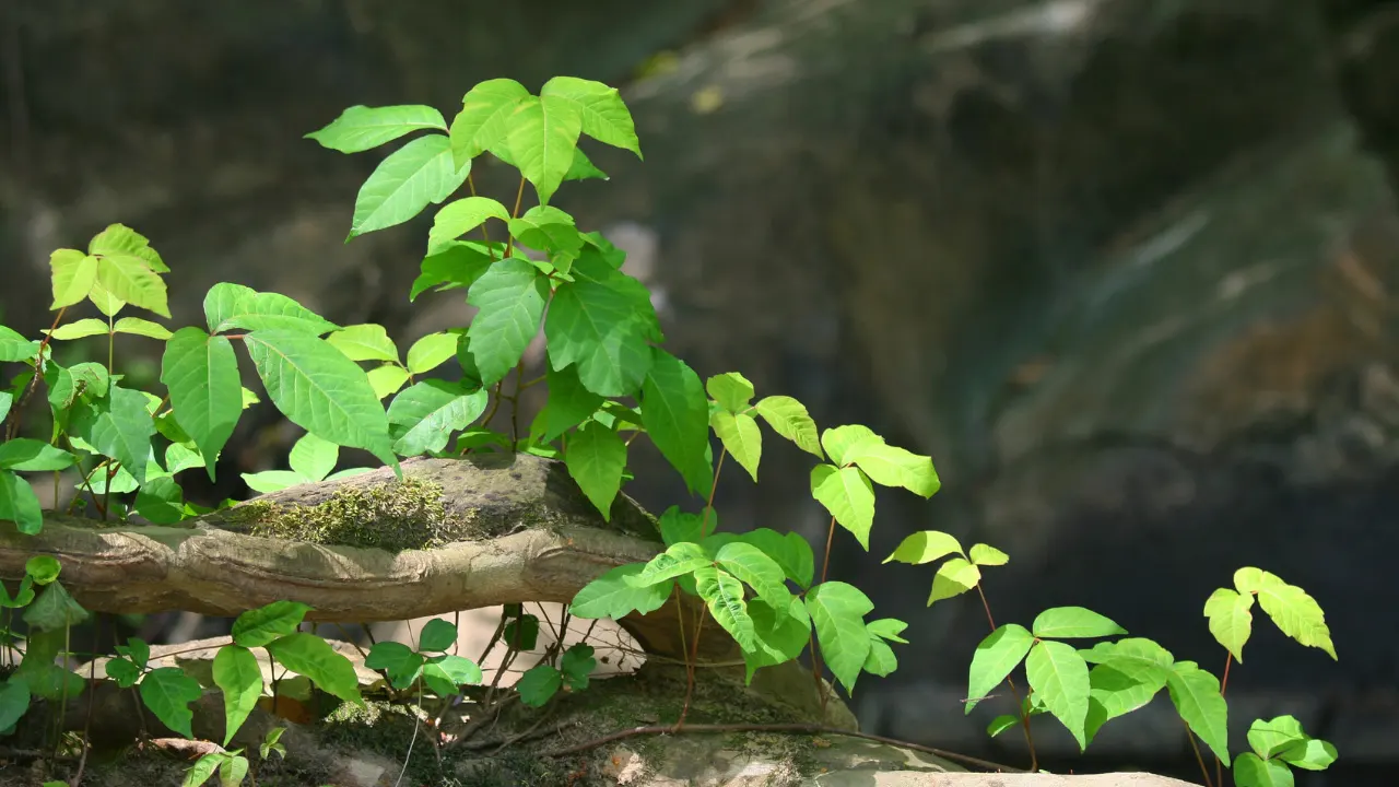 American Ivy: Benefits, Dosage, Side Effects, Drug Interactions, And ...