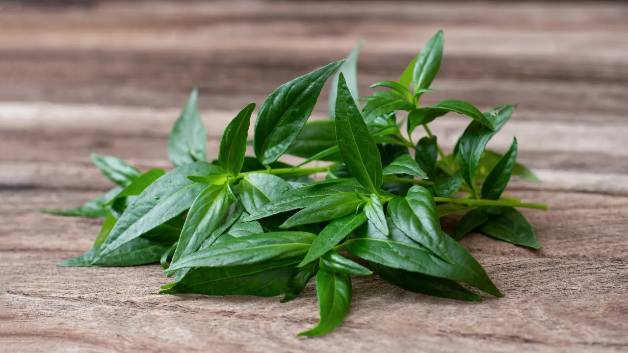 Andrographis: Benefits, Dosage, Side Effects, Drug Interactions, and ...