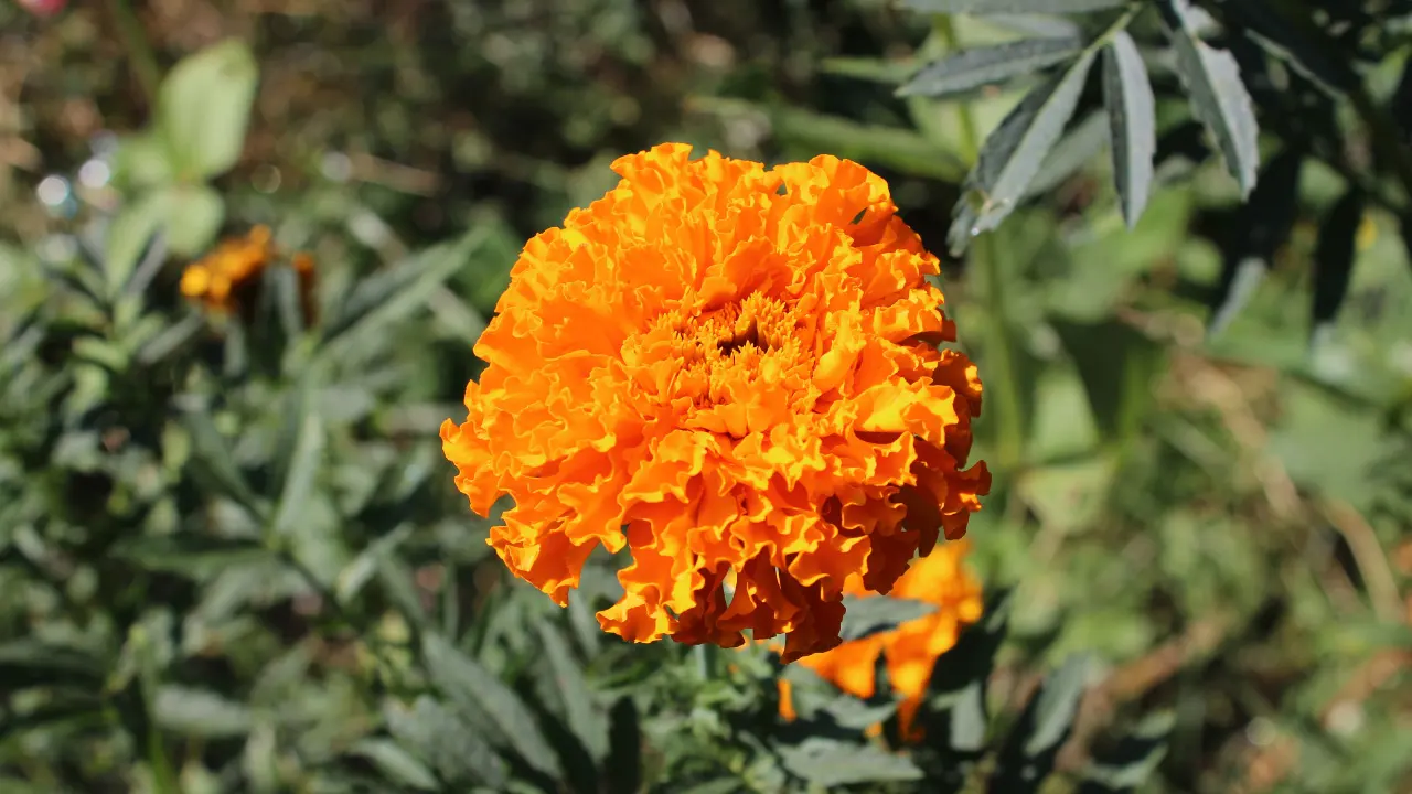 Tagetes: Benefits, Dosage, Side Effects, Drug Interactions, and Other ...
