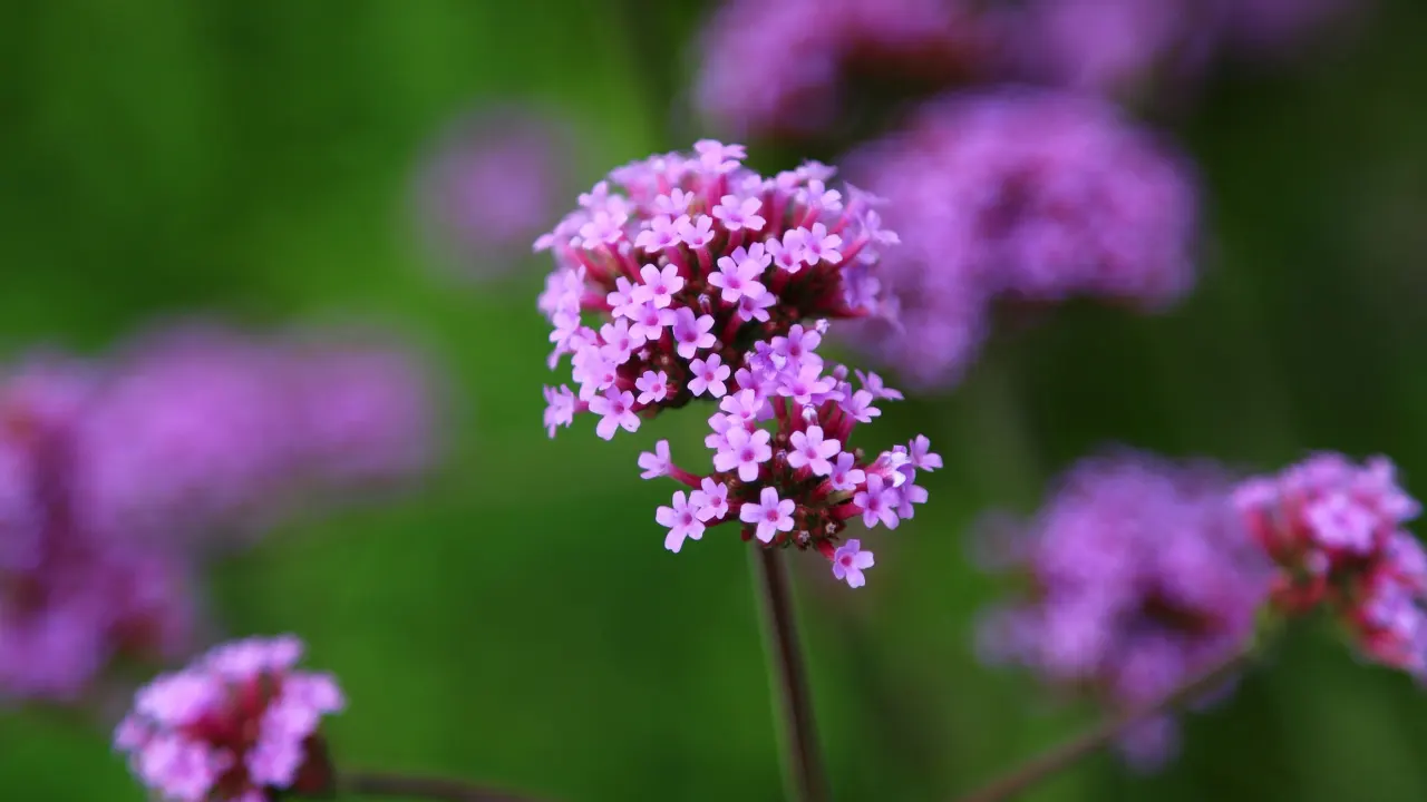 Verbena: Benefits, Dosage, Side Effects, Drug Interactions, and Other ...