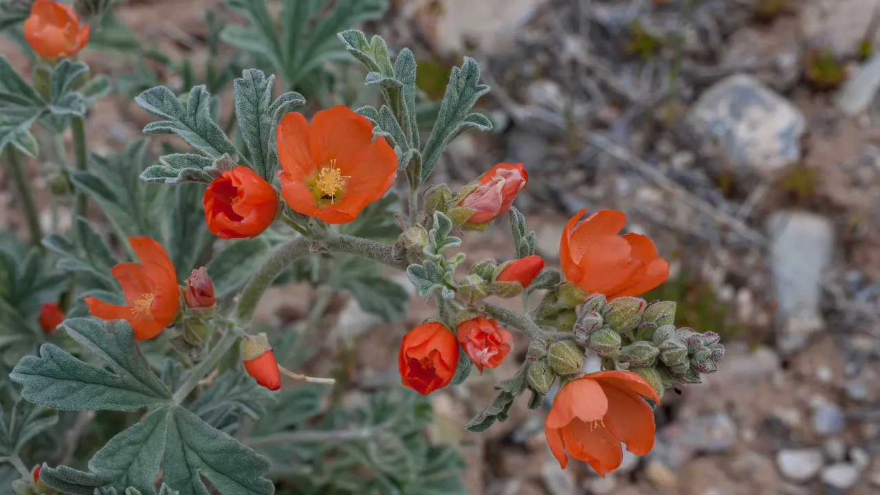 Globemallow: Benefits, Dosage, Side Effects, Drug Interactions, and ...