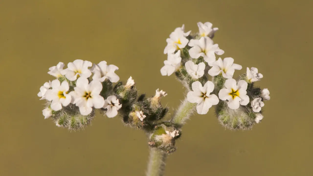 German Ipecac: Benefits, Dosage, Side Effects, Drug Interactions, and ...