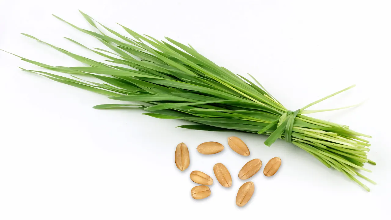 Wheatgrass: Benefits, Dosage, Side Effects, Drug Interactions, And ...