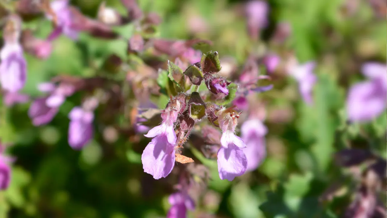 Water Germander: Benefits, Dosage, Side Effects, Drug Interactions, And ...