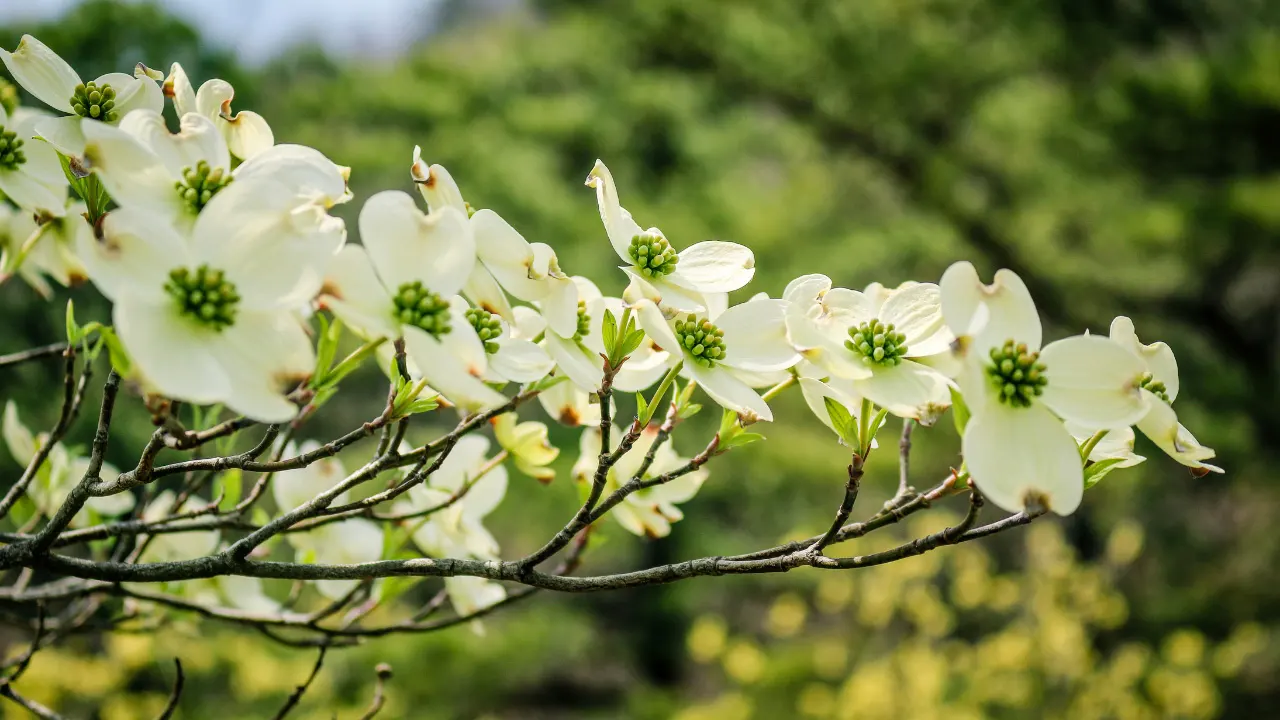 American Dogwood: Benefits, Dosage, Side Effects, Drug Interactions ...