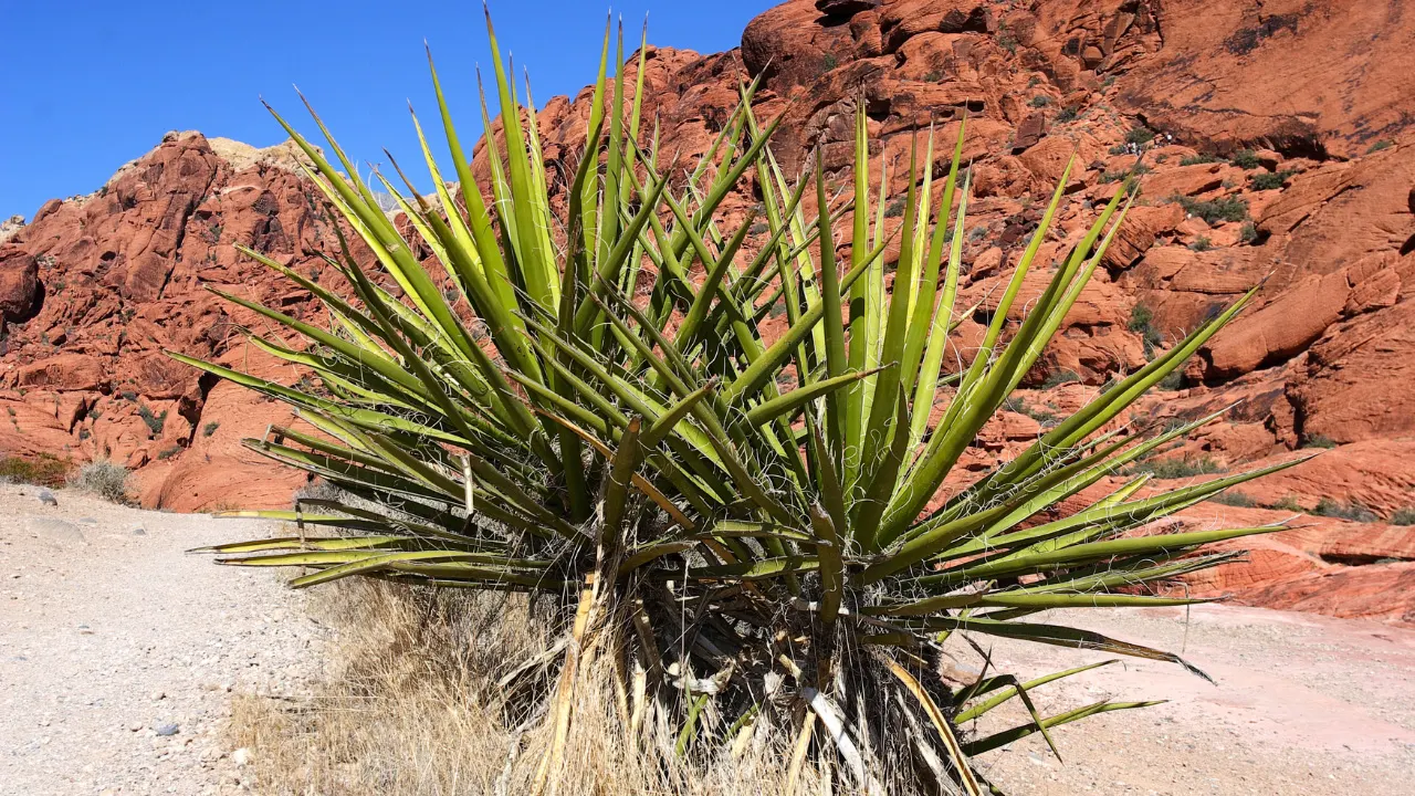 Yucca: Benefits, Dosage, Side Effects, Drug Interactions, And Other ...