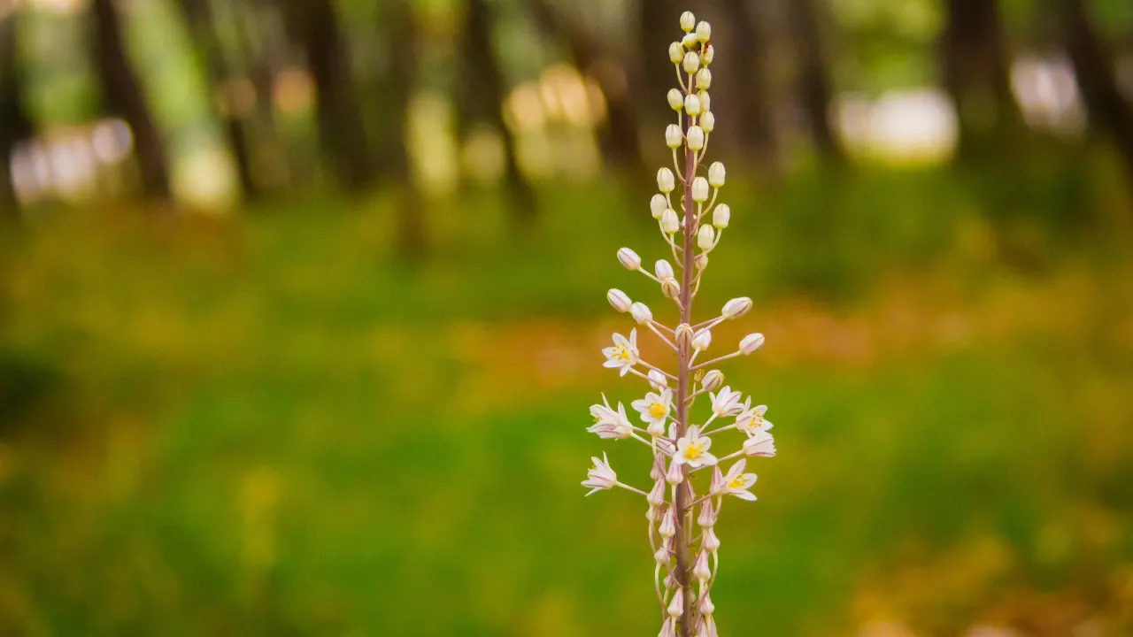 Aletris: Benefits, Dosage, Side Effects, Drug Interactions, And Other ...