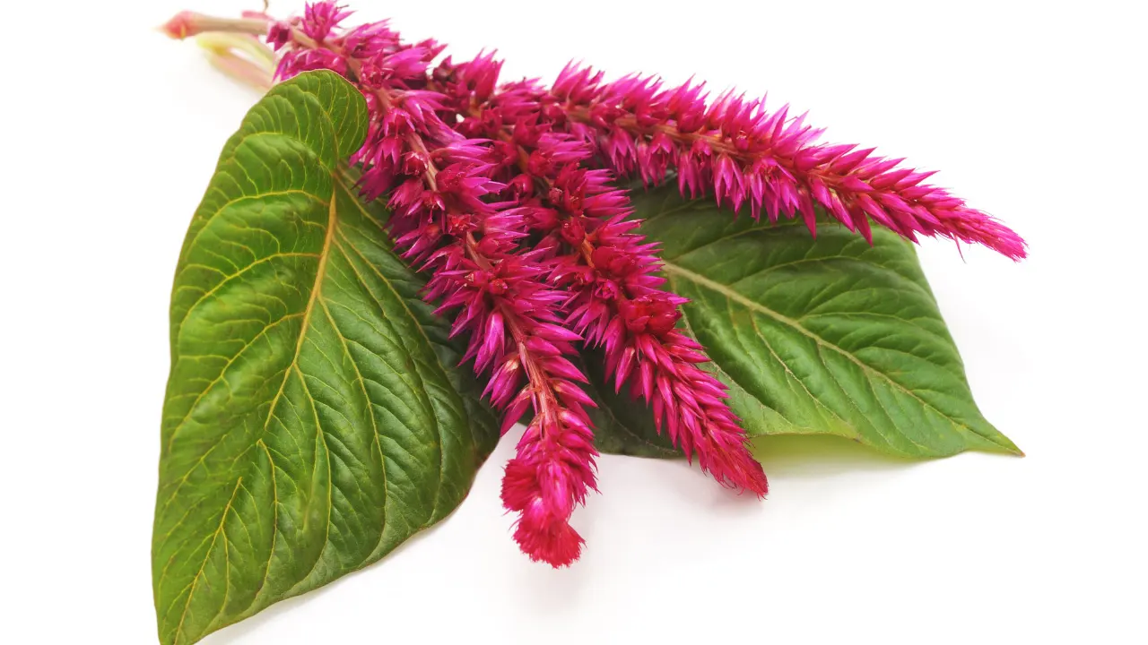 AMARANTH: Benefits, Dosage, Side Effects, Drug Interactions, and Other ...