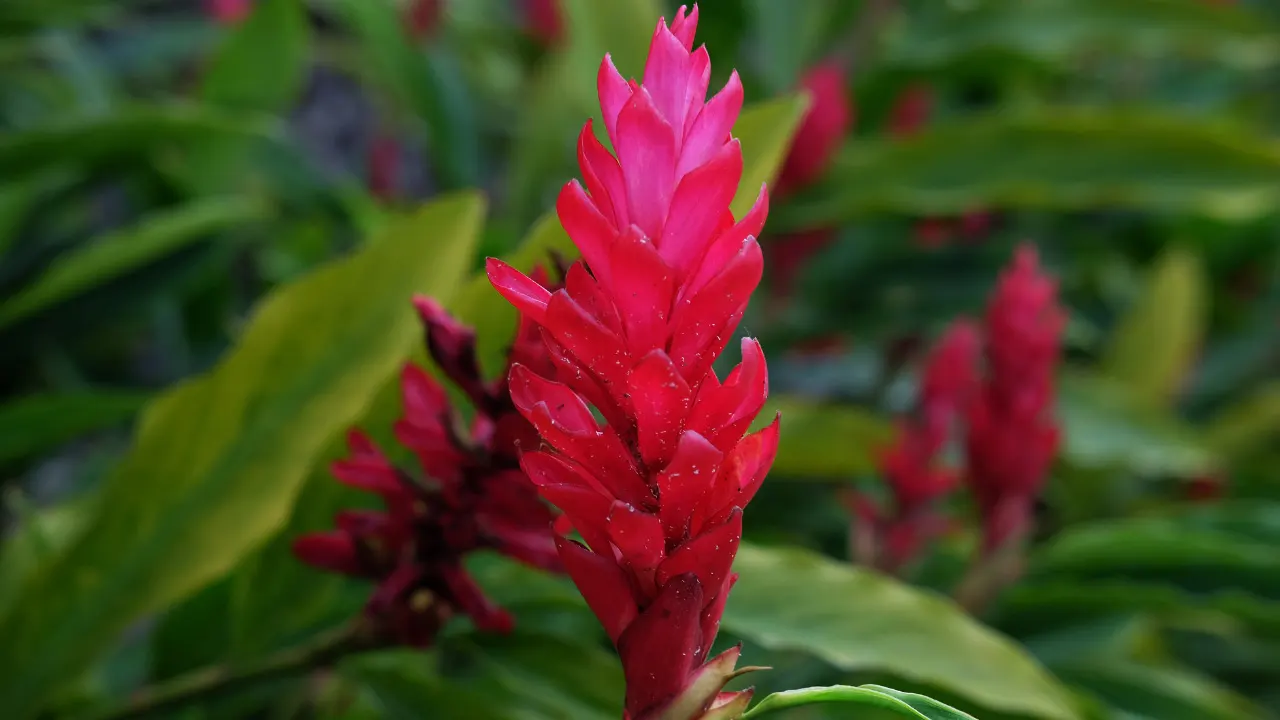ALPINIA: Benefits, Dosage, Side Effects, Drug Interactions, and Other ...