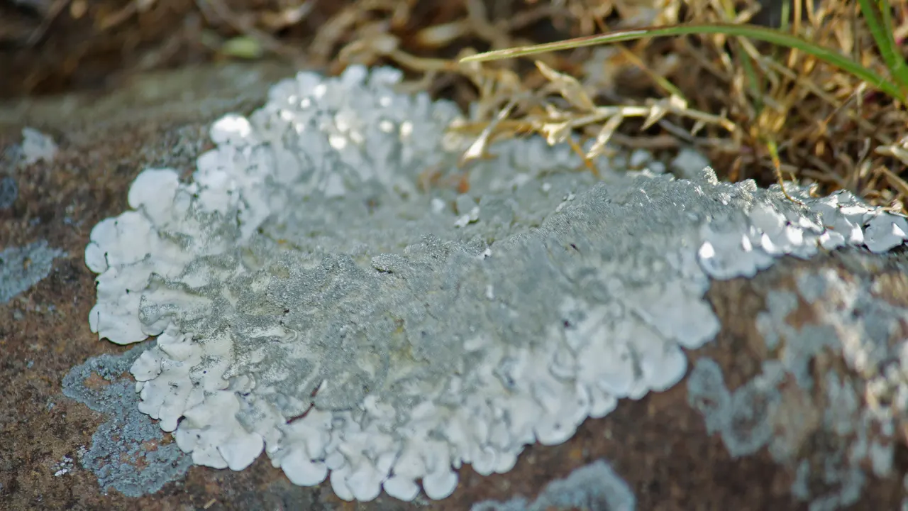 Xanthoparmelia: Benefits, Dosage, Side Effects, Drug Interactions, And ...