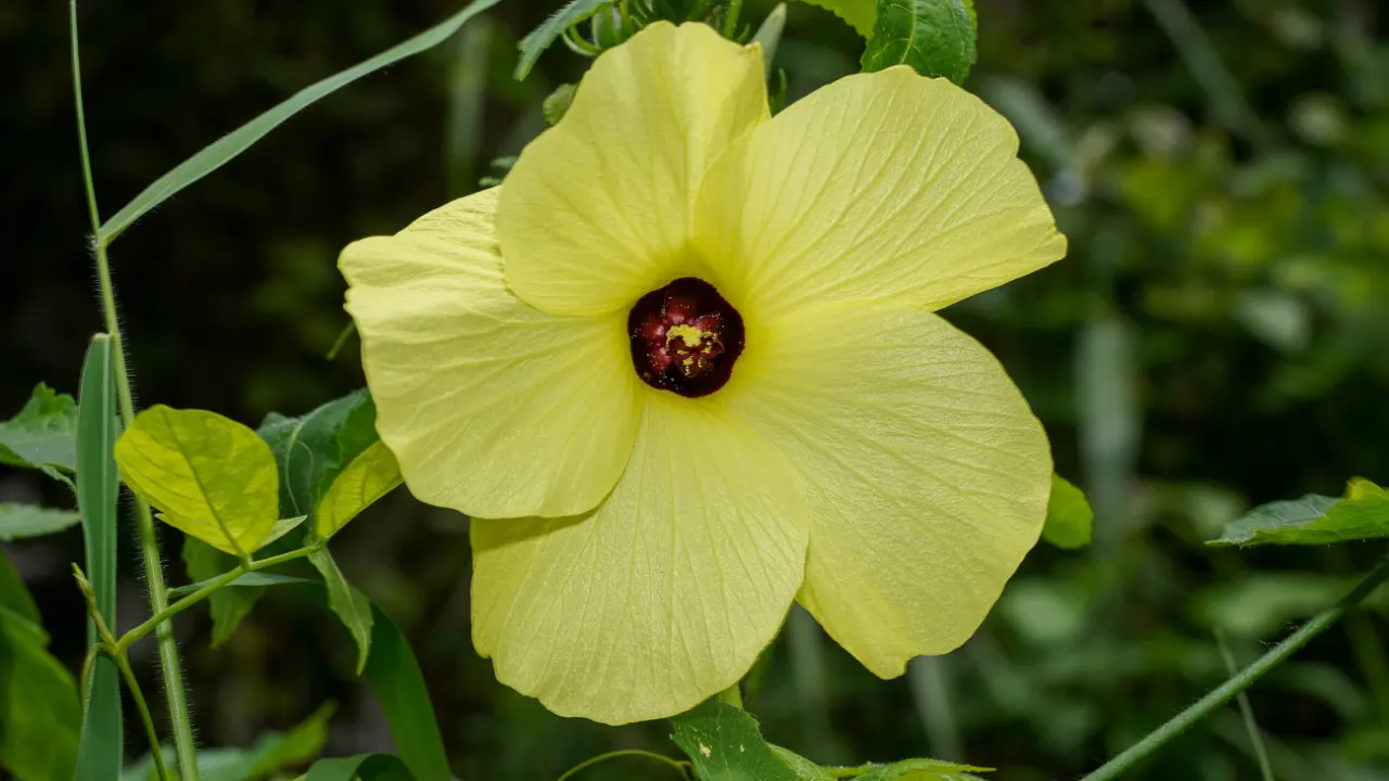 AMBRETTE: Benefits, Dosage, Side Effects, Drug Interactions, and Other ...