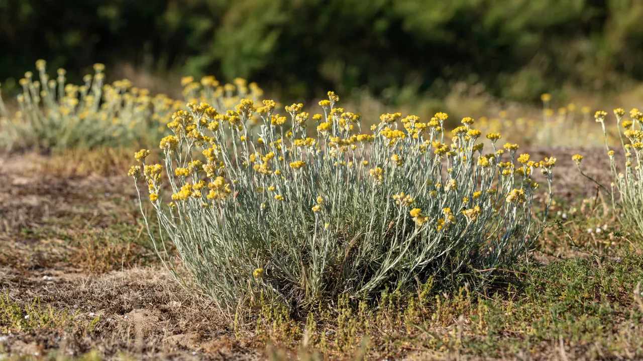 Sandy Everlasting: Benefits, Dosage, Side Effects, Drug Interactions ...