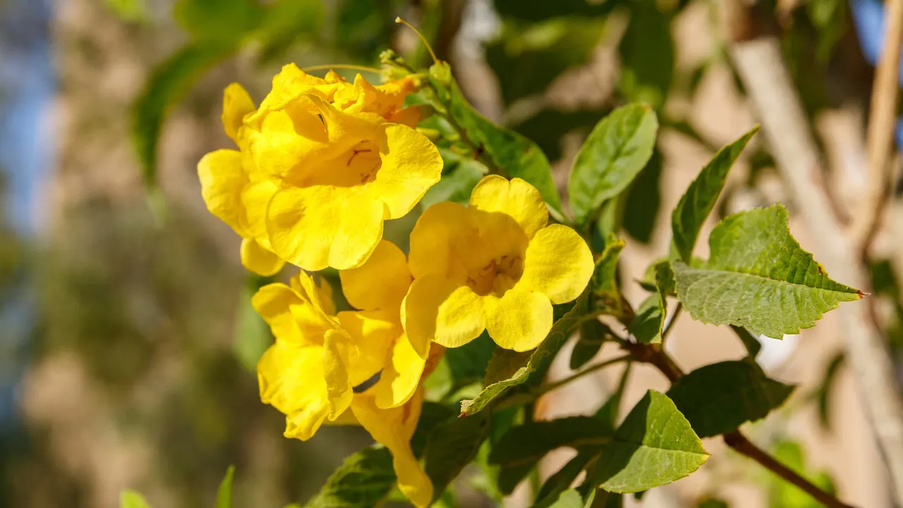 Tronadora: Benefits, Dosage, Side Effects, Drug Interactions, and Other ...