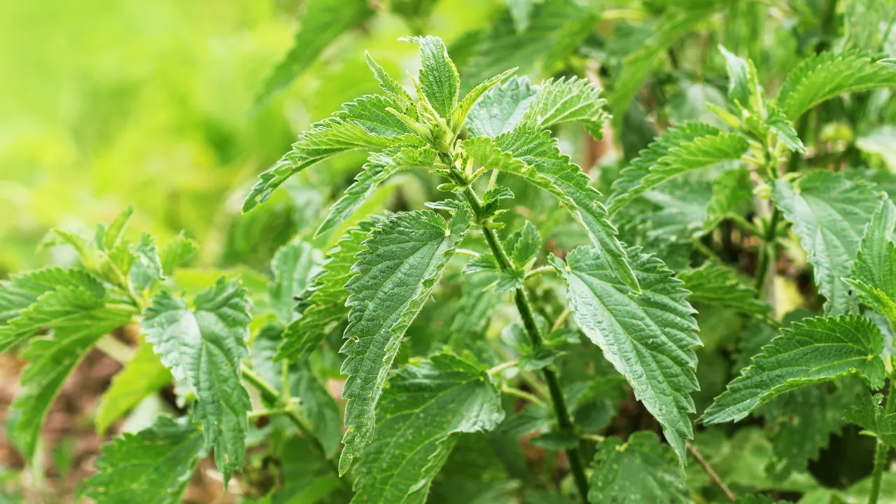 Stinging Nettle: Benefits, Dosage, Side Effects, Drug Interactions, and ...