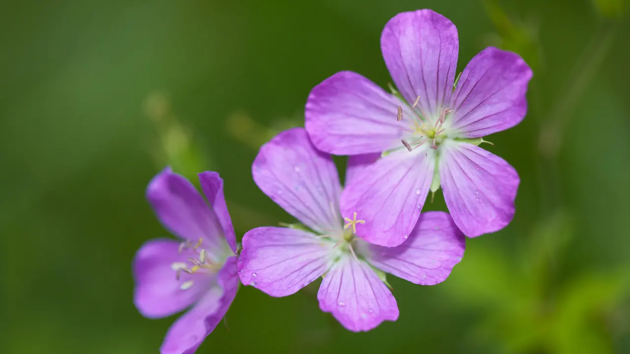 Spotted Geranium: Benefits, Dosage, Side Effects, Drug Interactions ...