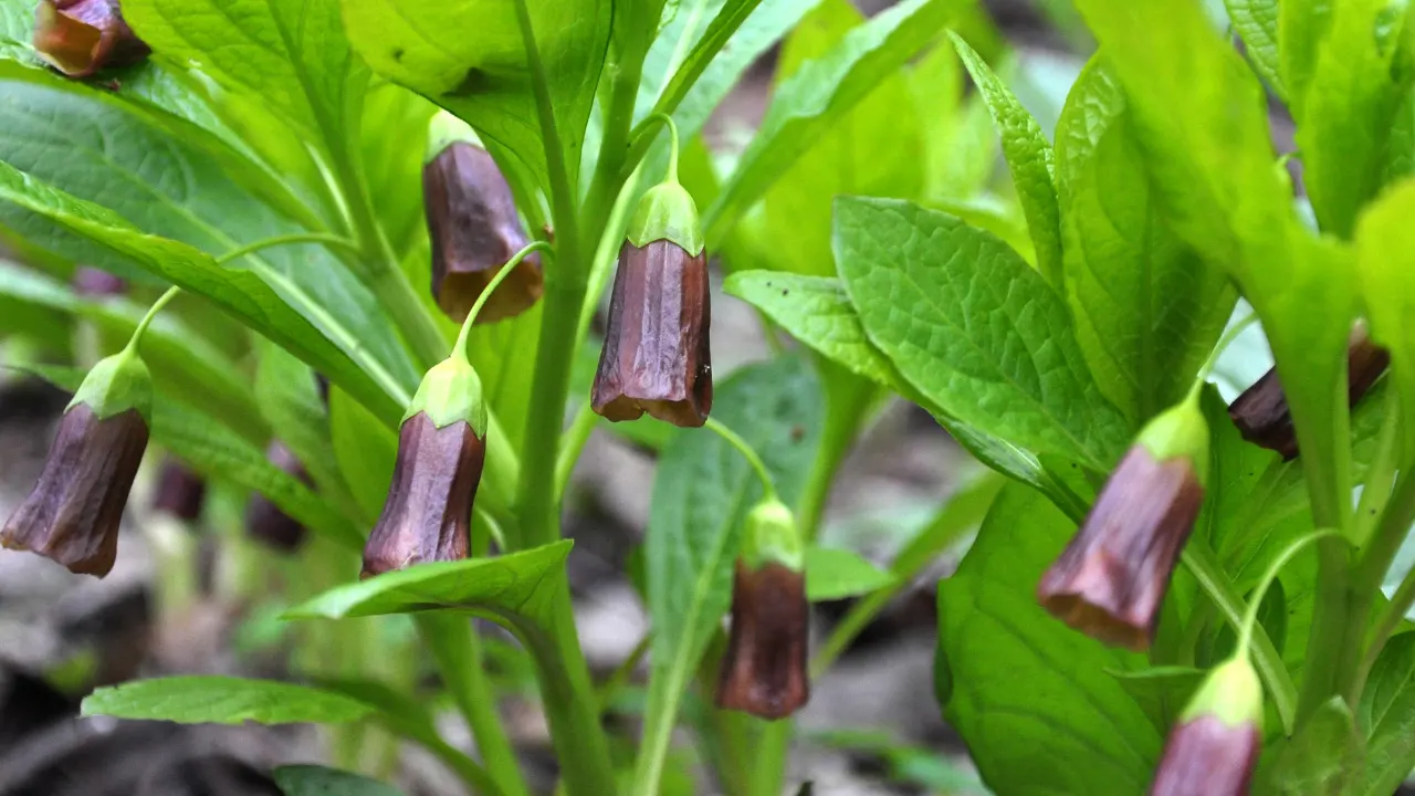 Scopolia: Benefits, Dosage, Side Effects, Drug Interactions, And Other ...