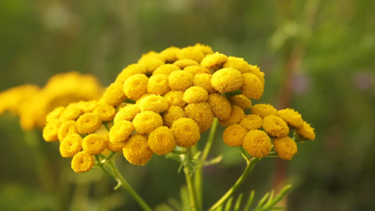 Tansy: Benefits, Dosage, Side Effects, Drug Interactions, and Other ...