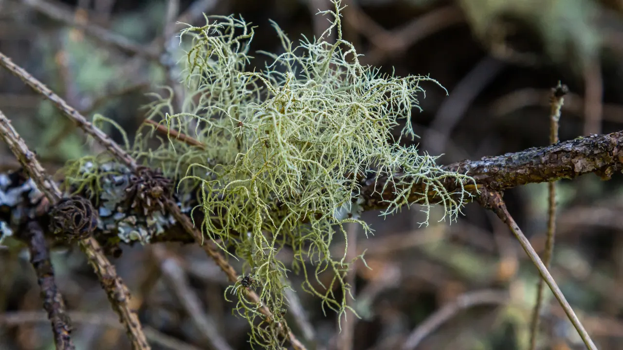 Usnea: Benefits, Dosage, Side Effects, Drug Interactions, and Other ...