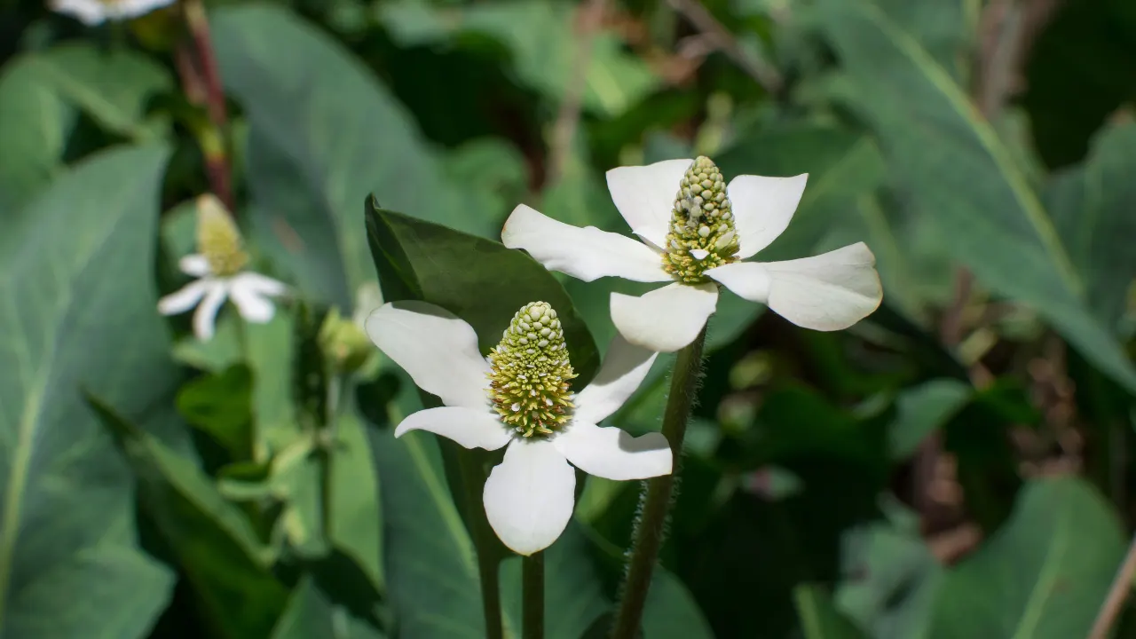 Yerba Mansa: Benefits, Dosage, Side Effects, Drug Interactions, And ...