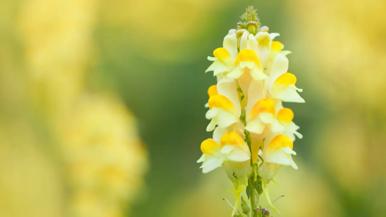 Yellow Toadflax: Benefits, Dosage, Side Effects, Drug Interactions, And ...