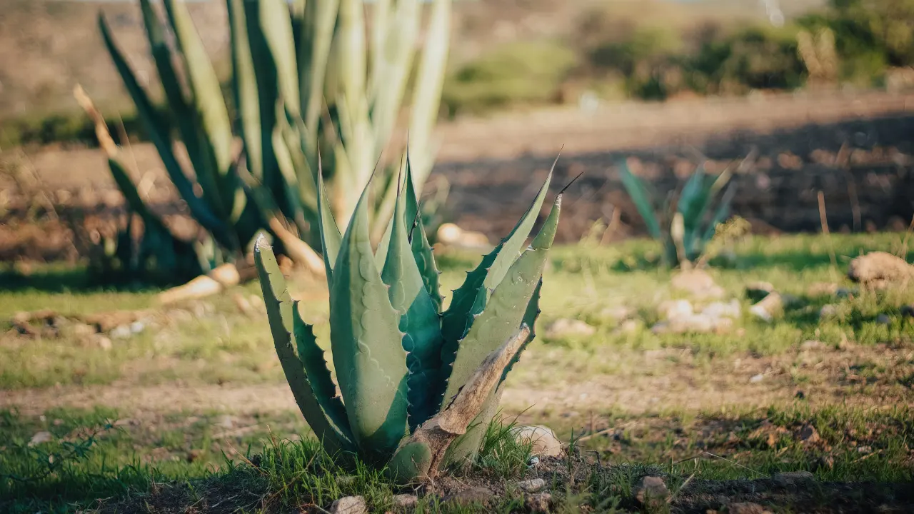 Agave: Benefits, Dosage, Side Effects, Drug Interactions, And Other ...