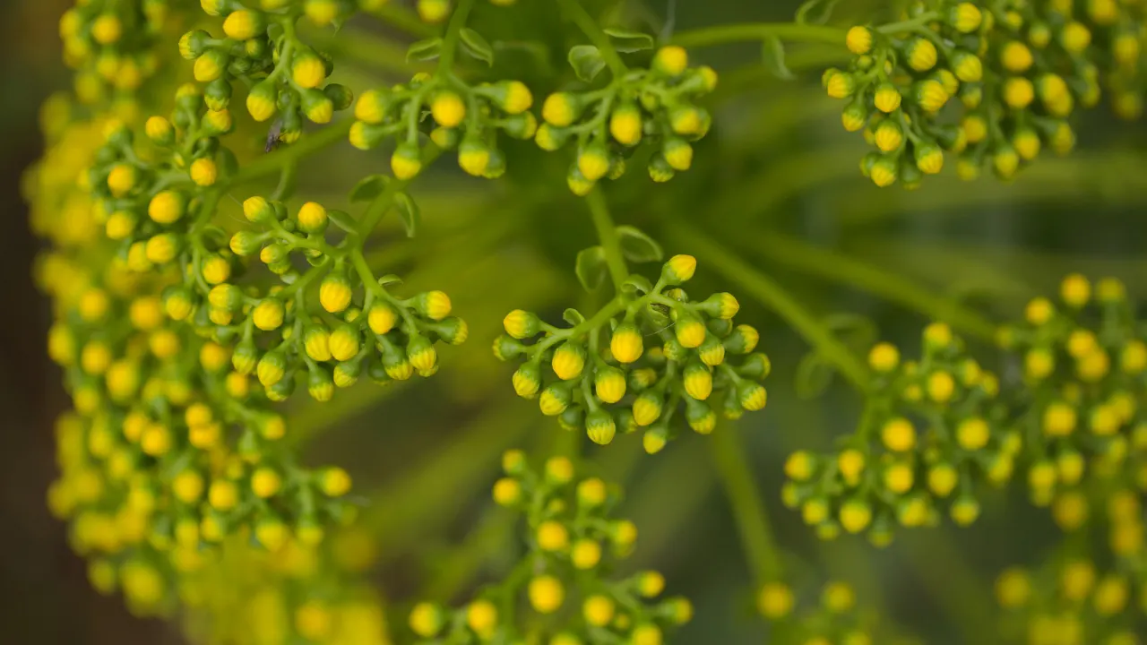 Uzara: Benefits, Dosage, Side Effects, Drug Interactions, and Other ...