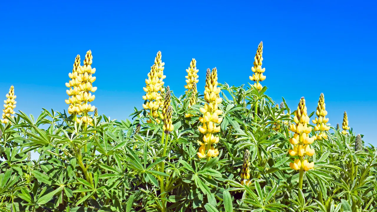 Yellow Lupin: Benefits, Dosage, Side Effects, Drug Interactions, And ...